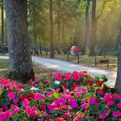 Camping - Sycamore Springs Park